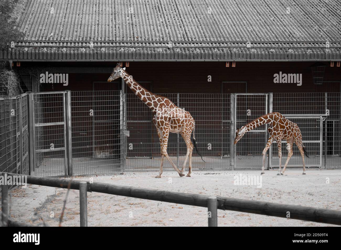 Two giraffe, adult and child in zoo enclosure Stock Photo - Alamy
