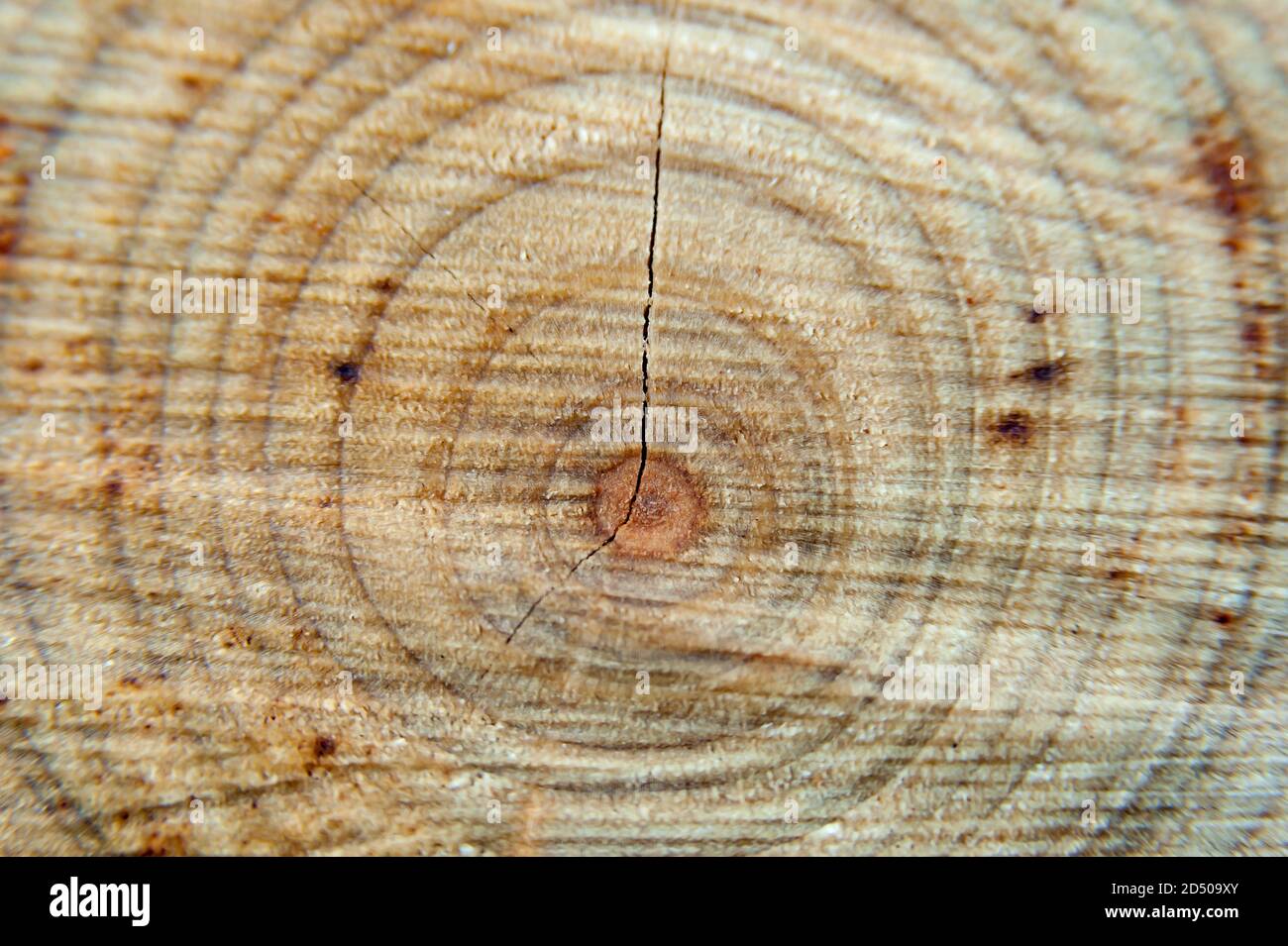 Beautiful wood texture of cut tree trunk. Close up. Horizontal shot ...
