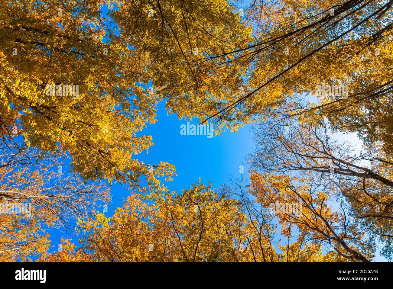Foliage in forest hi-res stock photography and images - Alamy