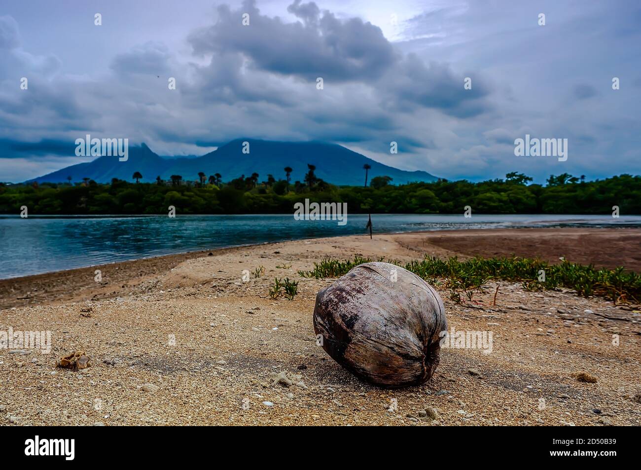The coconut fruit is swept away and stranded on the beach Stock Photo ...