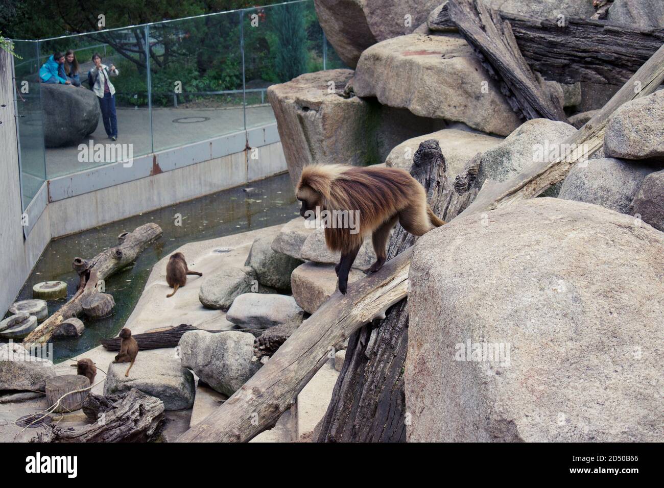 Baboon in zoo enclosure hi-res stock photography and images - Alamy