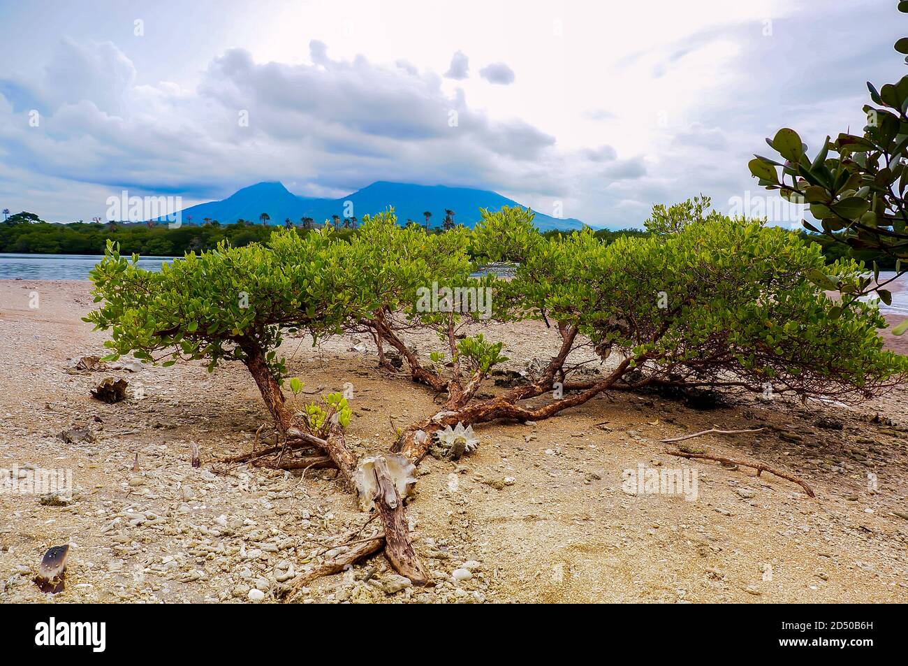 The stigi tree has the scientific name Pemphis acidula. This tree grows ...