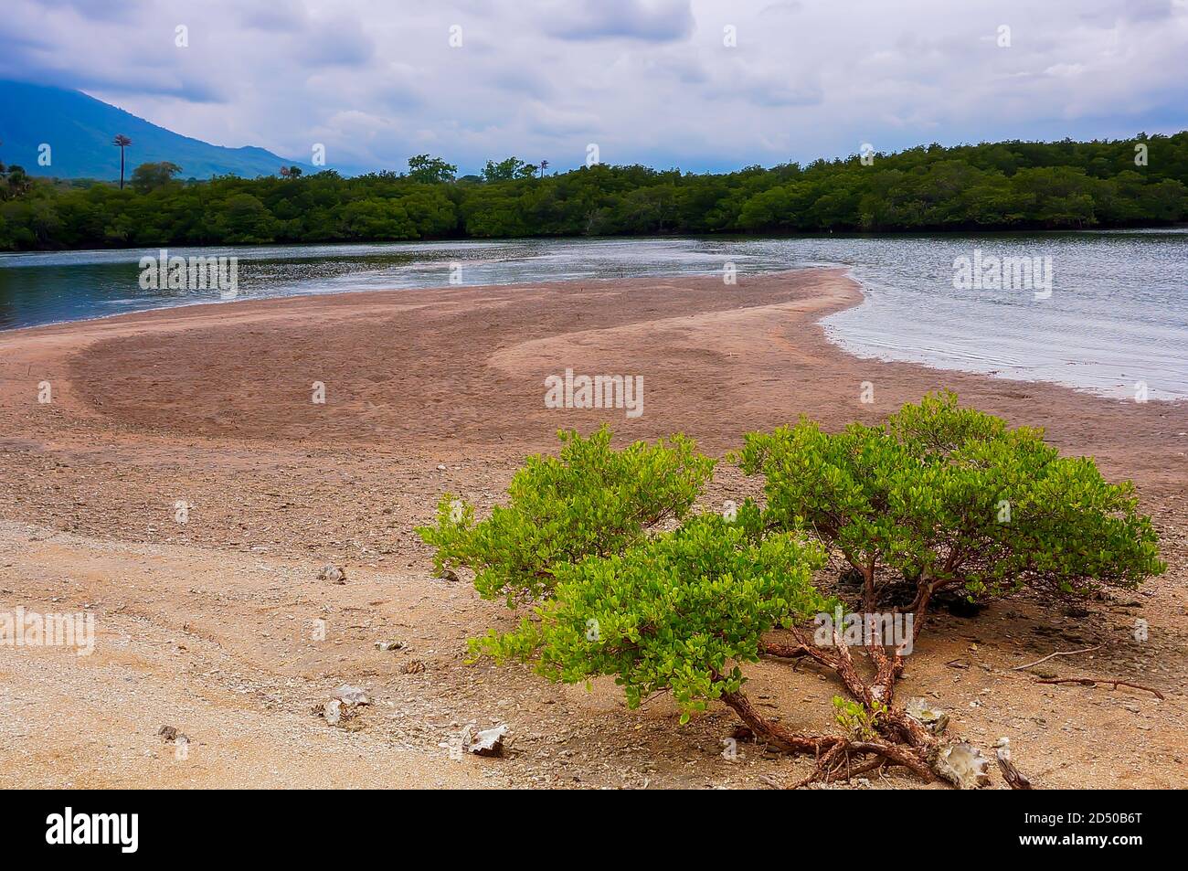 Pemphis hi-res stock photography and images - Alamy