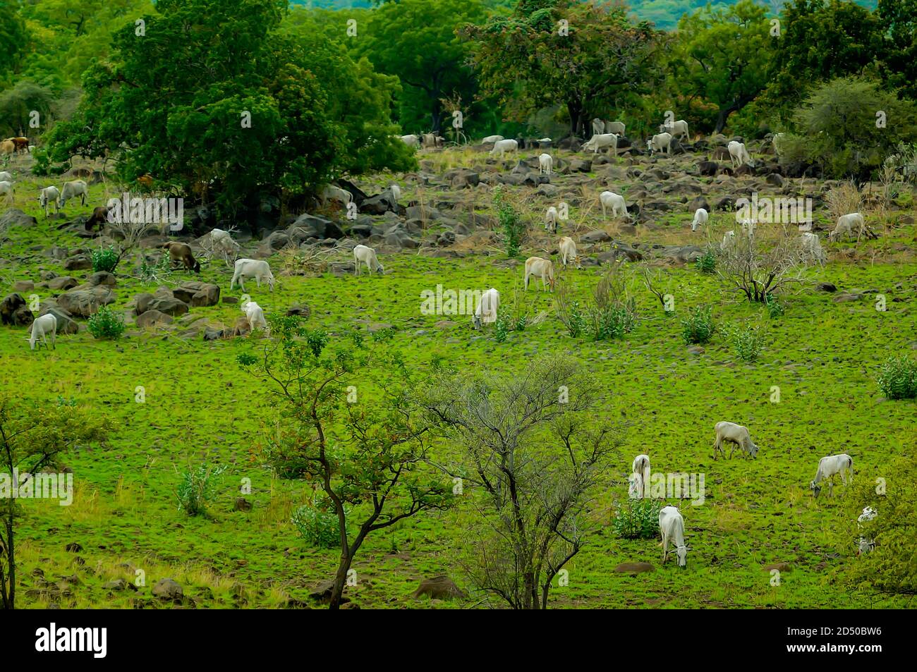 The savanna is dominated by verdant grass and several trees that spread ...