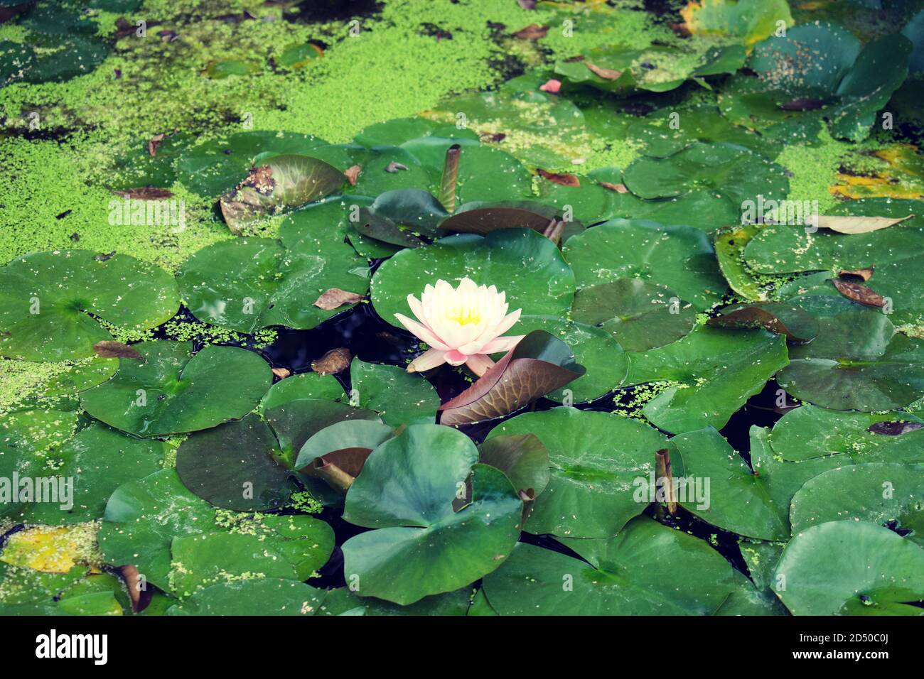 Man made pond with different types of water lillies Stock Photo - Alamy