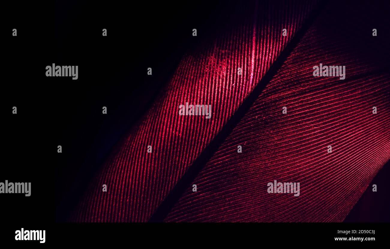 Close up Beautiful RED Bird feather background pattern texture for ...