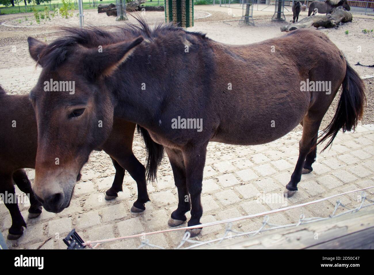 Large Donkey's in zoo stable enclosure Stock Photo - Alamy