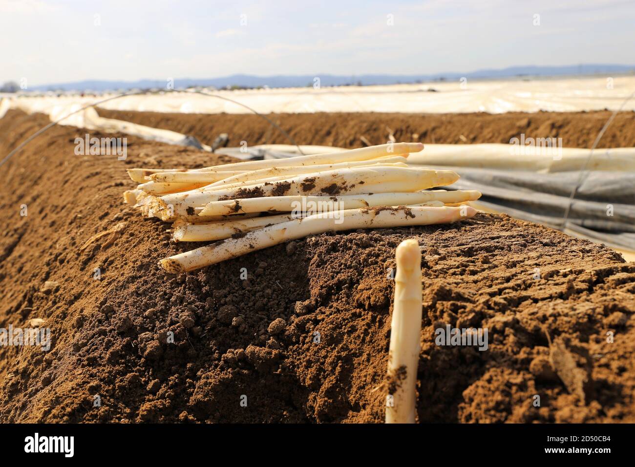 Agricultural asparagus harvest Stock Photo - Alamy