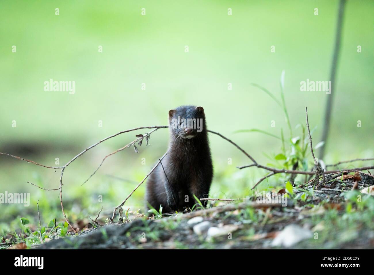 American mink (Neovison vison Stock Photo - Alamy