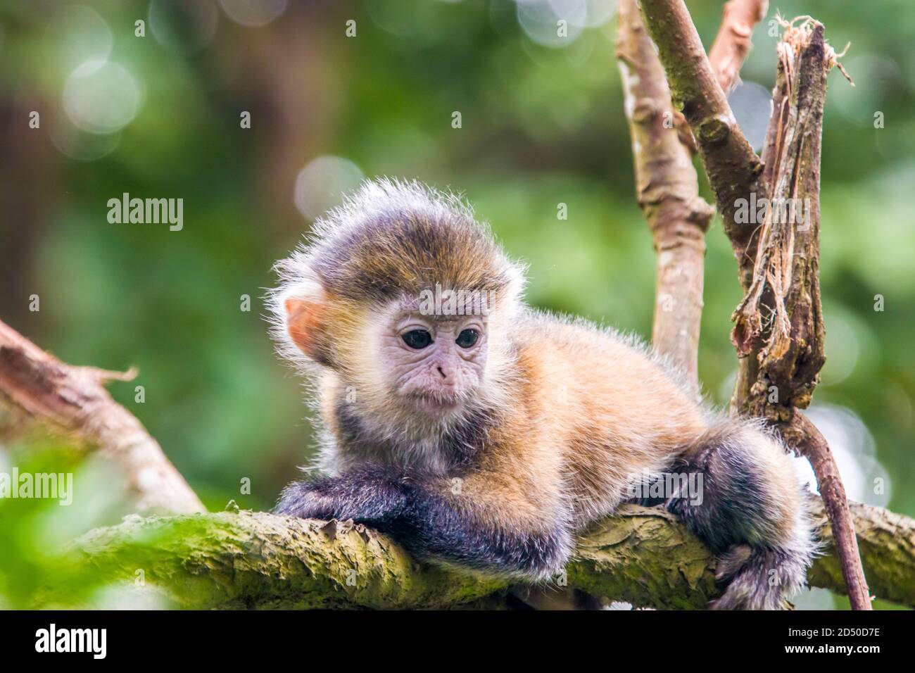 The baby Javan lutung (Trachypithecus auratus) closeup image, also ...