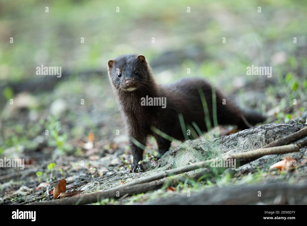 American mink (Neovison vison Stock Photo - Alamy