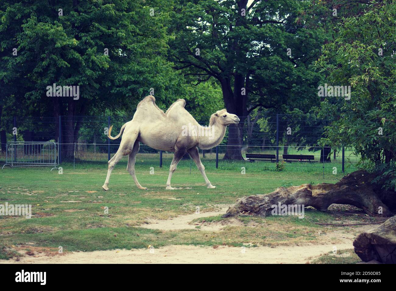 A white bactrian camel walking in enclosure Stock Photo - Alamy