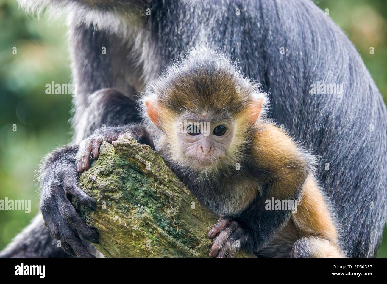 The baby Javan lutung (Trachypithecus auratus) closeup image, also ...
