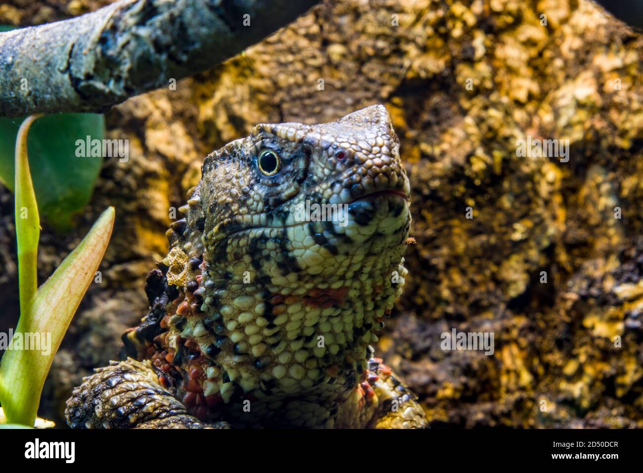 Shinisaurus crocodilurus vietnamensis hi-res stock photography and ...