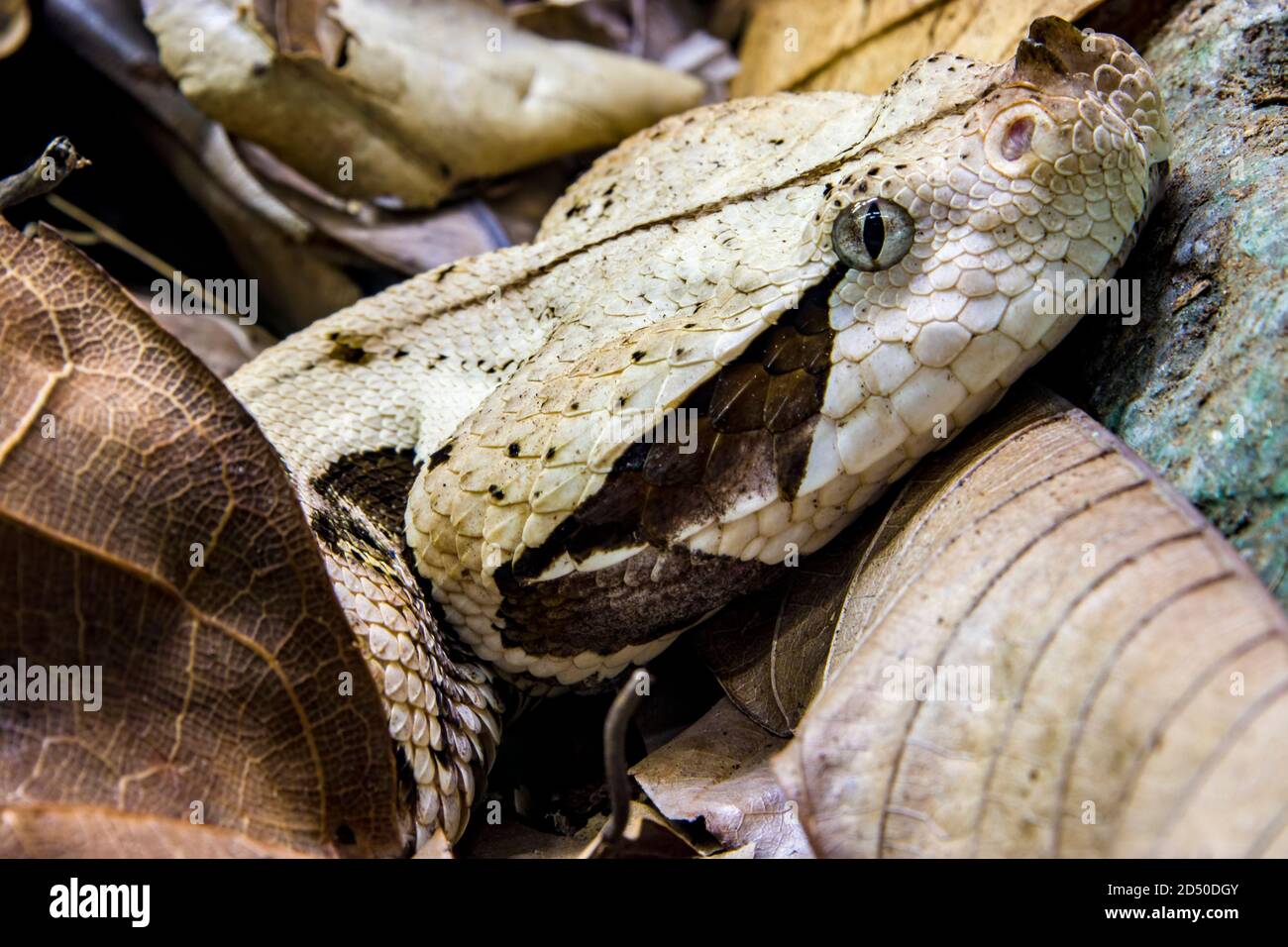 Bitis Gabonica High Resolution Stock Photography and Images - Alamy