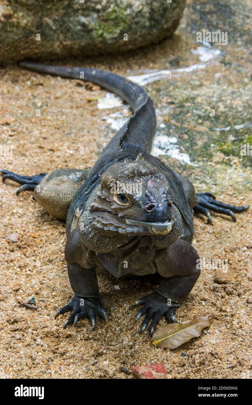 The rhinoceros iguana (Cyclura cornuta) is a threatened species of ...