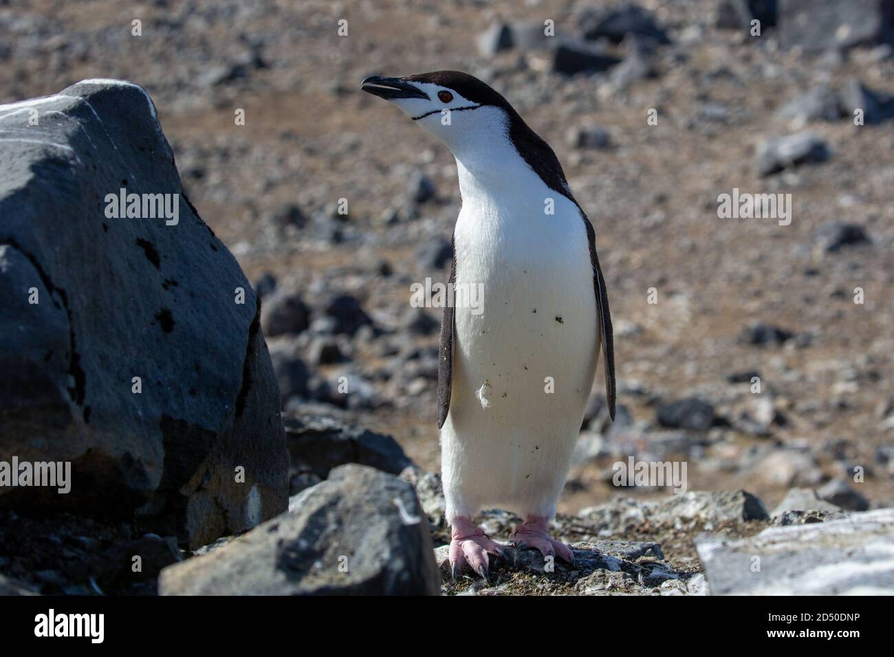 Chinstrap penguins (Pygoscelis antarctica). These birds feed almost ...