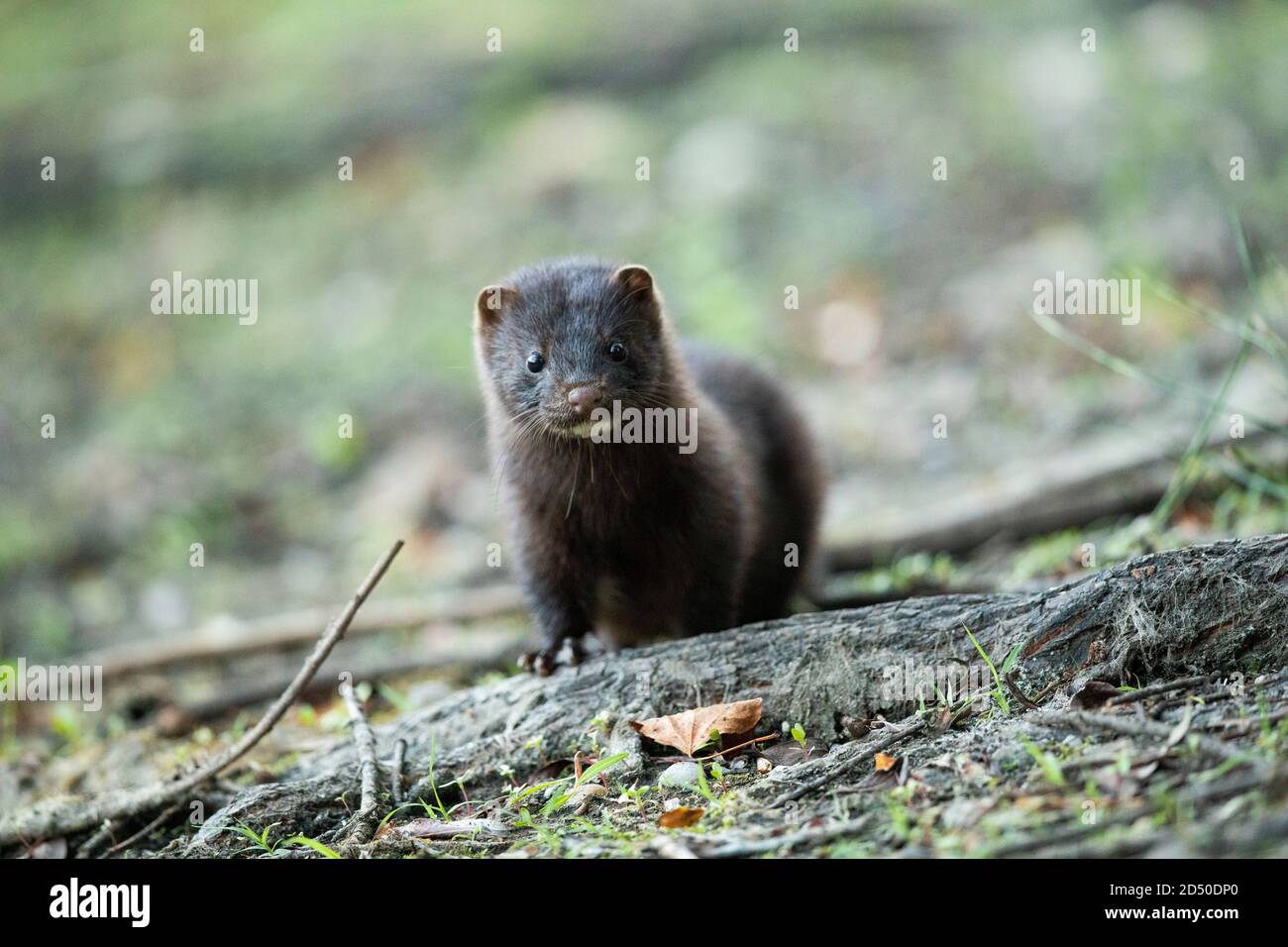 American mink (Neovison vison Stock Photo - Alamy