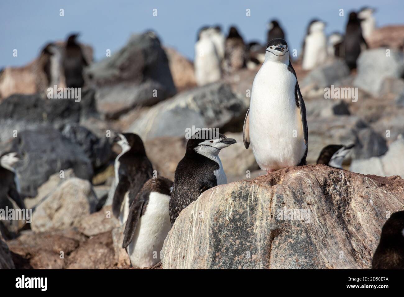 Chinstrap penguins (Pygoscelis antarctica). These birds feed almost ...