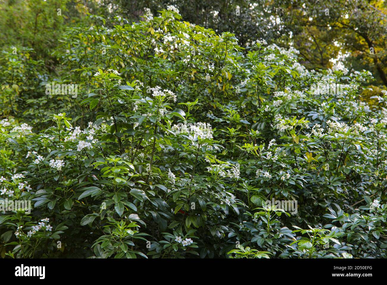 Orange flowering shrub hi-res stock photography and images - Alamy