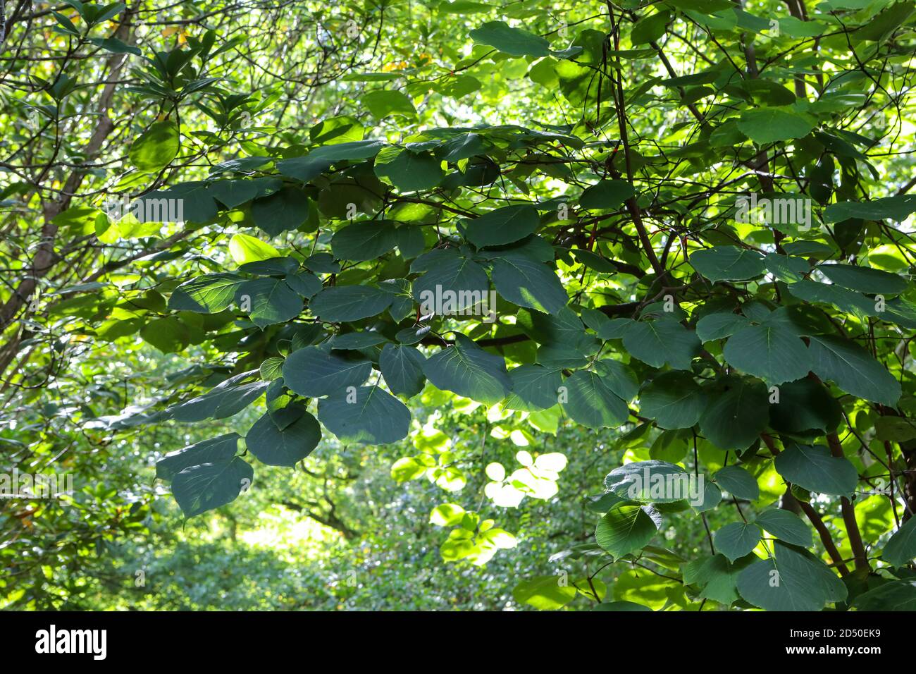 Styrax obassia / fragrant snowbell tree - large, broadly ovate leaves ...