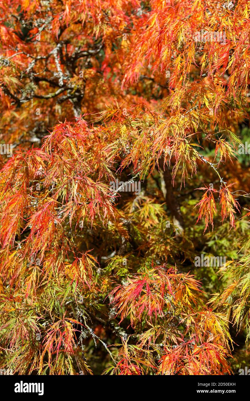 Acer palmatum 'Dissectum' / Japanese maple 'Dissectum' Stock Photo - Alamy