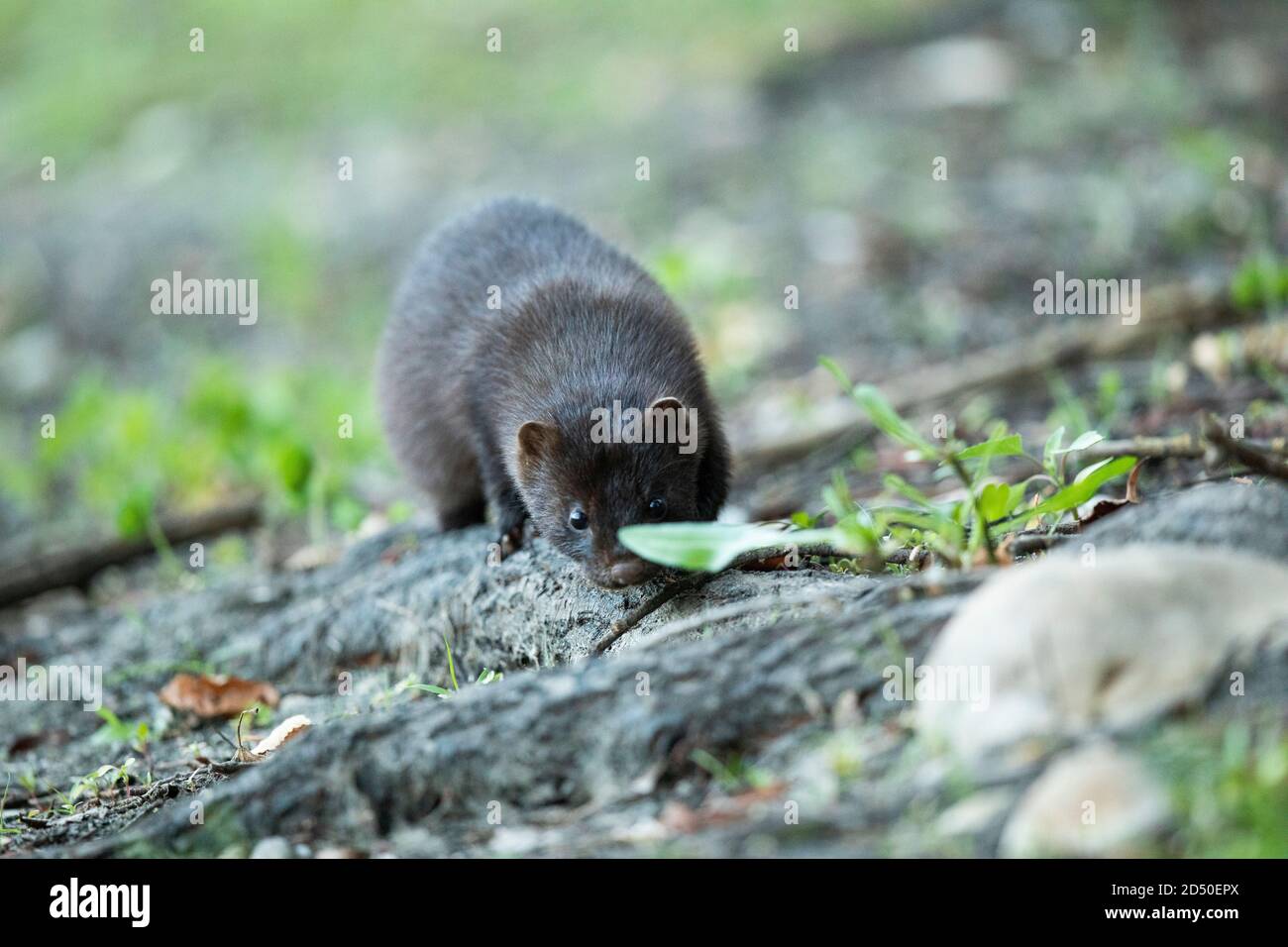 American mink river hi-res stock photography and images - Alamy