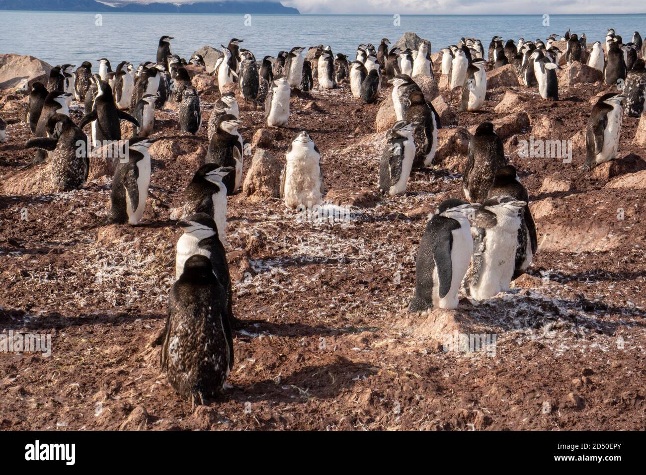 Antarctic birds hi-res stock photography and images - Alamy