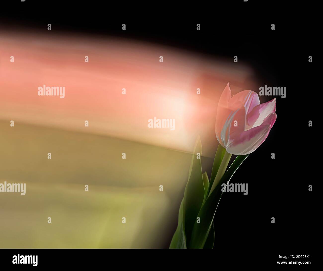 Pink tulip, abstract flower photography, long shutter speed Stock Photo ...