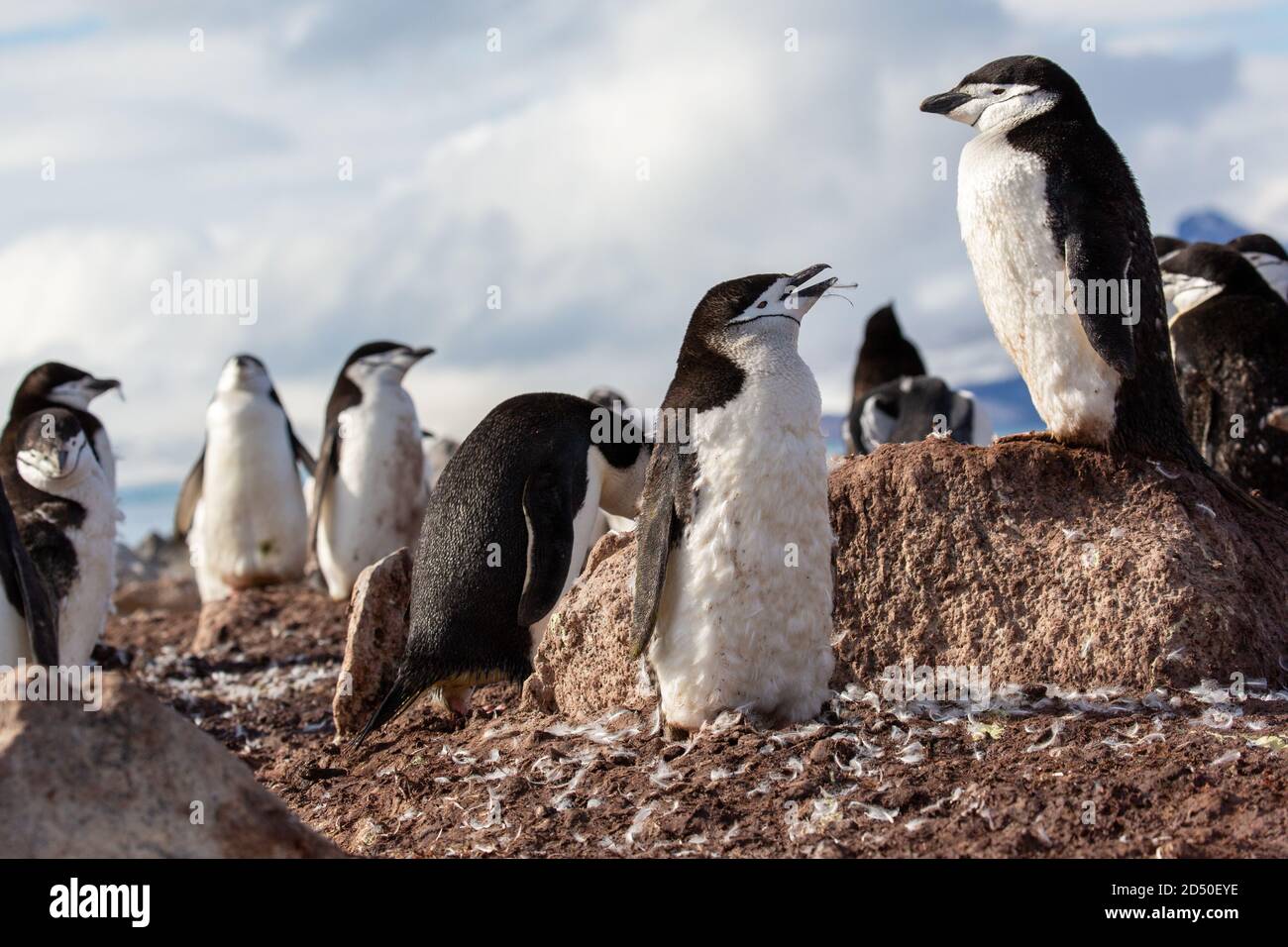 Chinstrap penguins (Pygoscelis antarctica). These birds feed almost ...