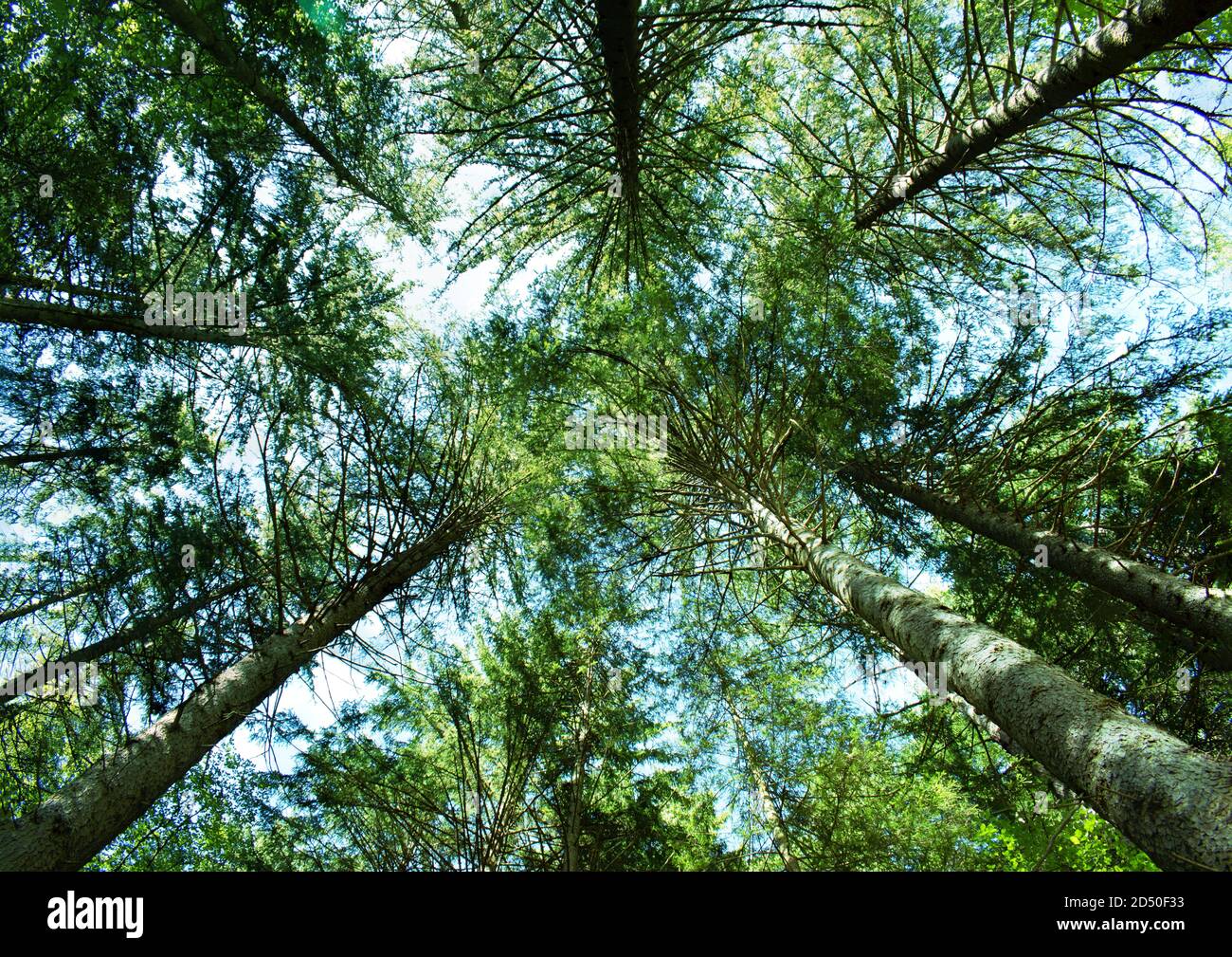 Looking up at the dense pine tree canopy in Germany, with blue skies ...