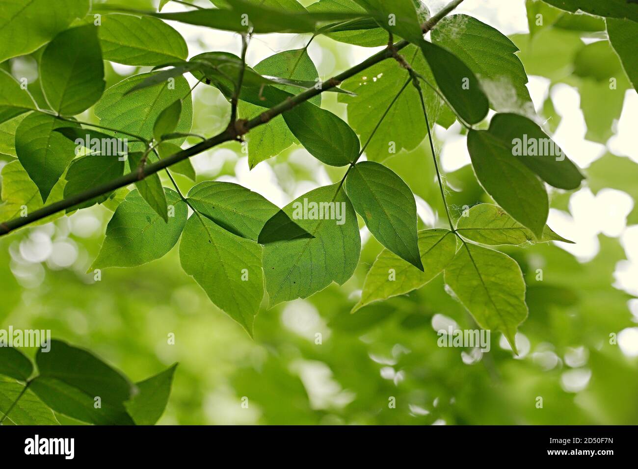 Green Leaves of Spring Stock Photo - Alamy
