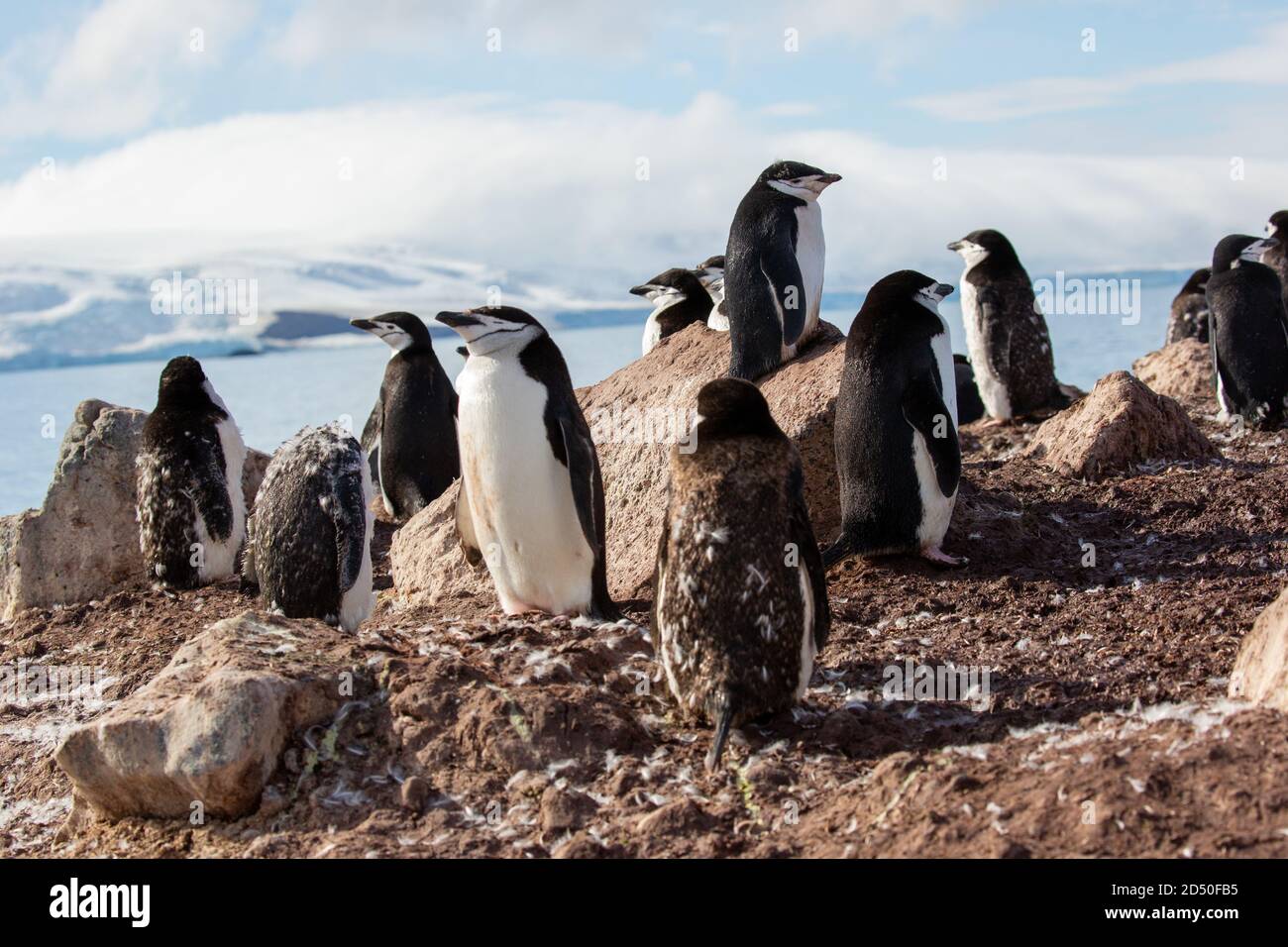 Chinstrap penguins (Pygoscelis antarctica). These birds feed almost ...