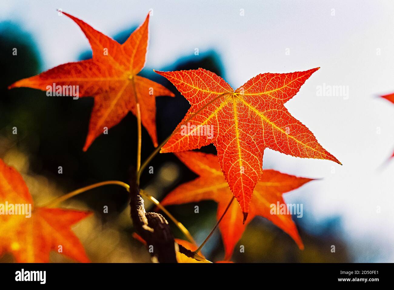 Close up of Bright colored Orange and Yellow leaves during Autumn Fall ...