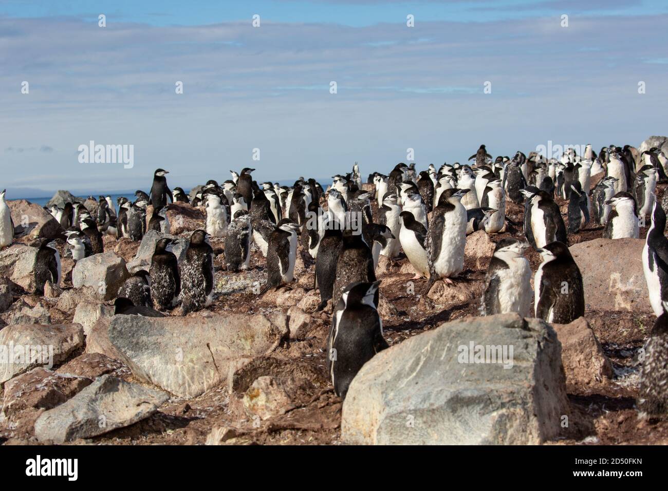 Chinstrap penguins (Pygoscelis antarctica). These birds feed almost ...