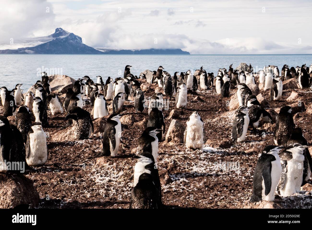 Chinstrap penguins (Pygoscelis antarctica). These birds feed almost ...