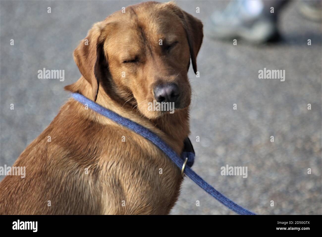 Dog squinting hi-res stock photography and images - Alamy