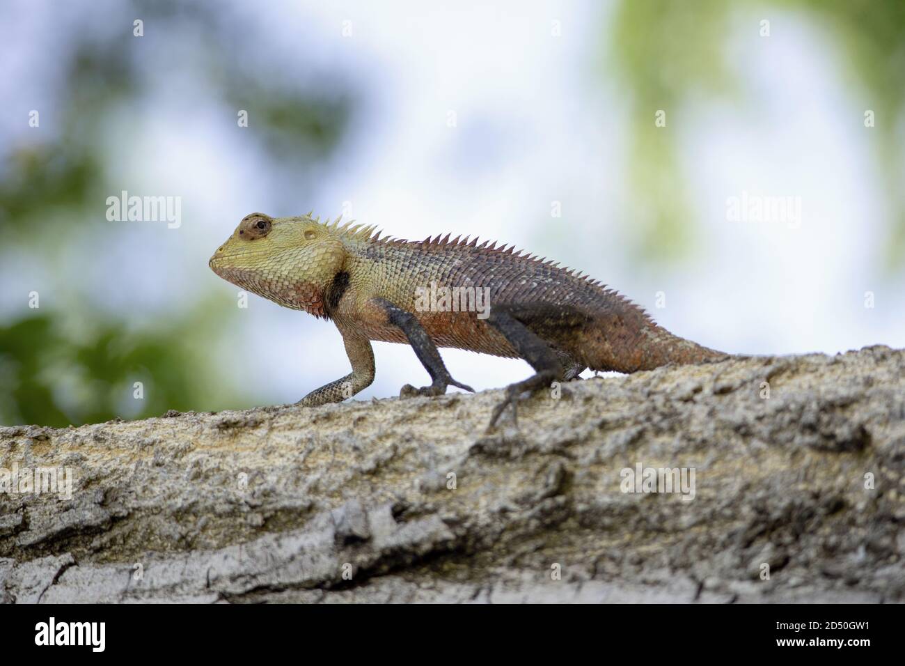 Ornate tree lizard hi-res stock photography and images - Alamy
