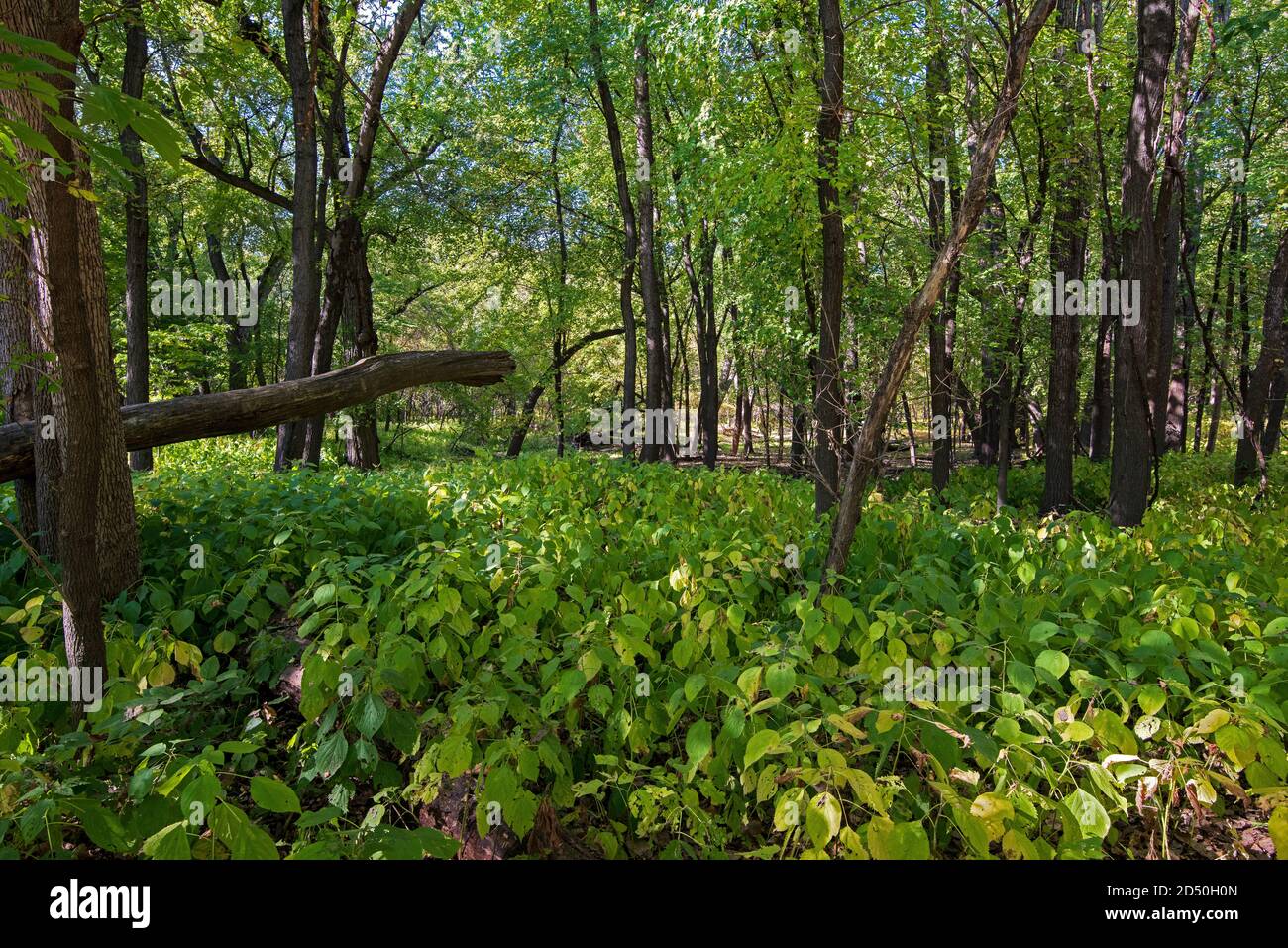 in the forest at fort snelling state park minnesota Stock Photo - Alamy