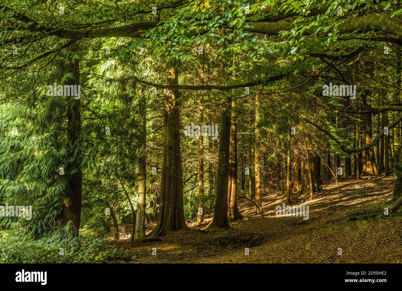 Woodland pine trees hi-res stock photography and images - Alamy