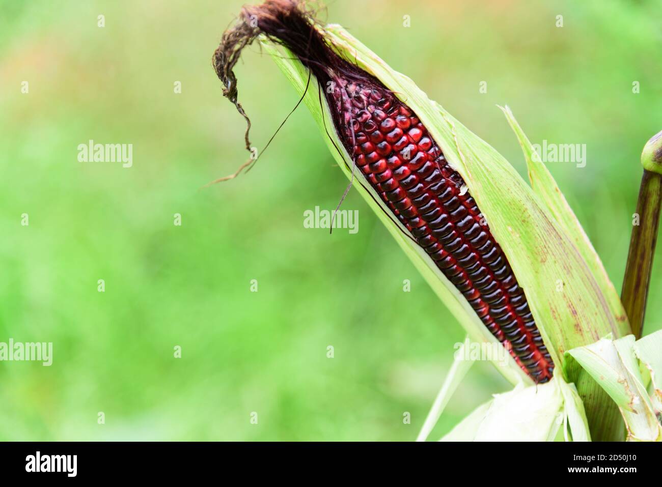 Corn tree hi-res stock photography and images - Alamy