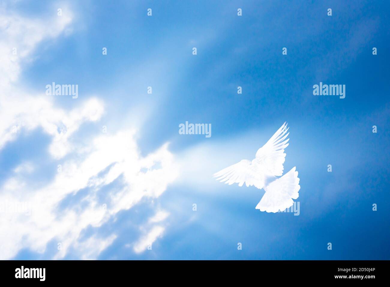 White dove blue sky hi-res stock photography and images - Alamy