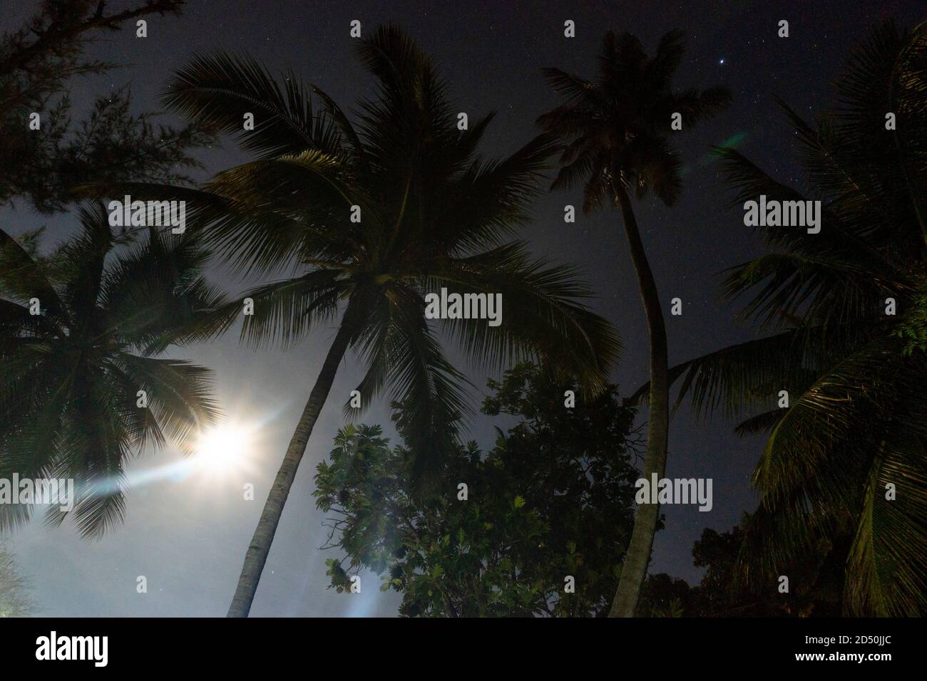 Tropical Night Sky, Palm Trees and Moon Stock Photo - Alamy