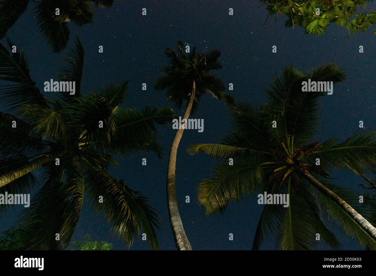 Tropical Night Sky, Palm Trees Bottom View Stock Photo - Alamy