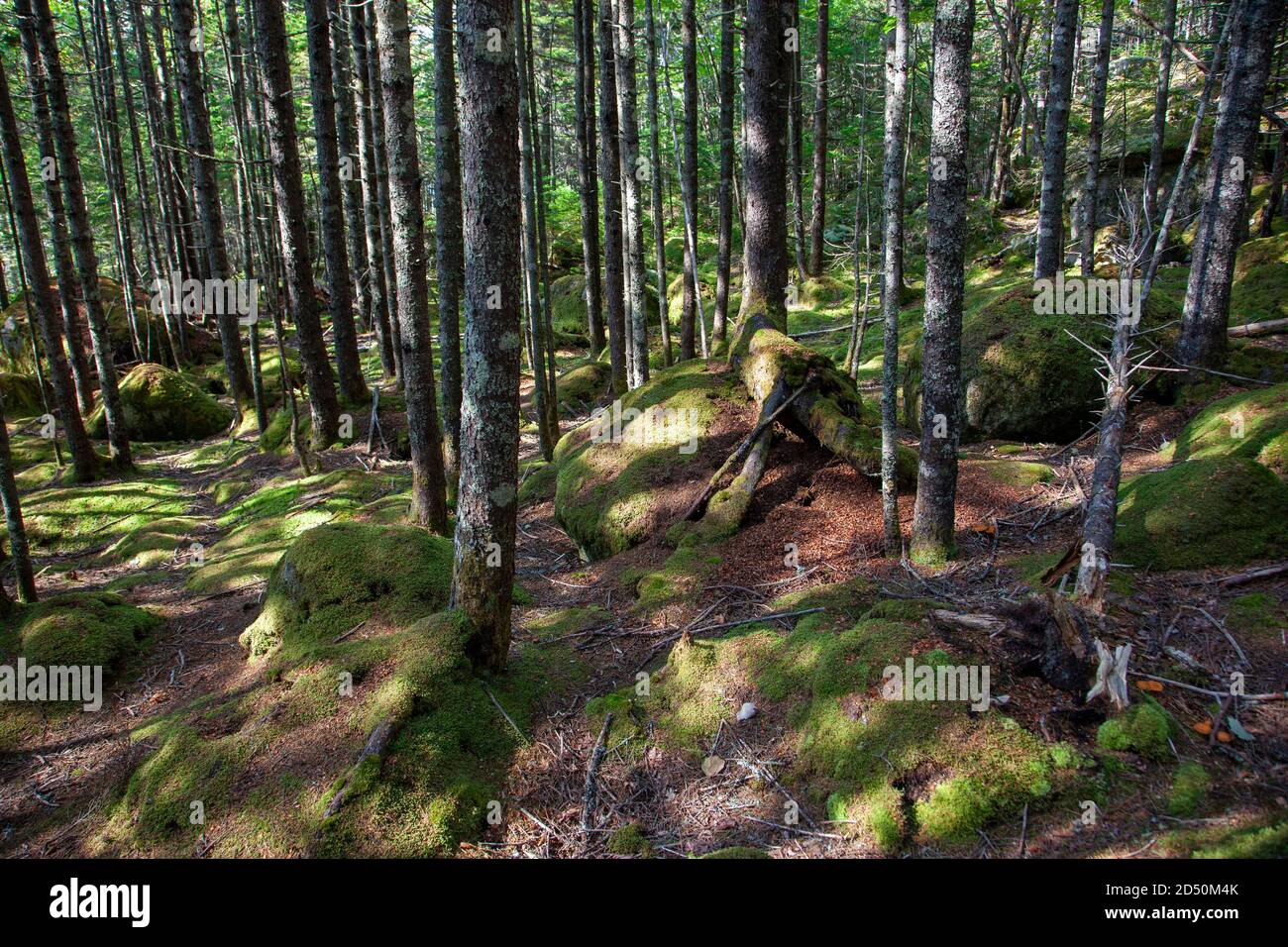 A beautiful empty wooded forest with green fresh moss and beautiful ...