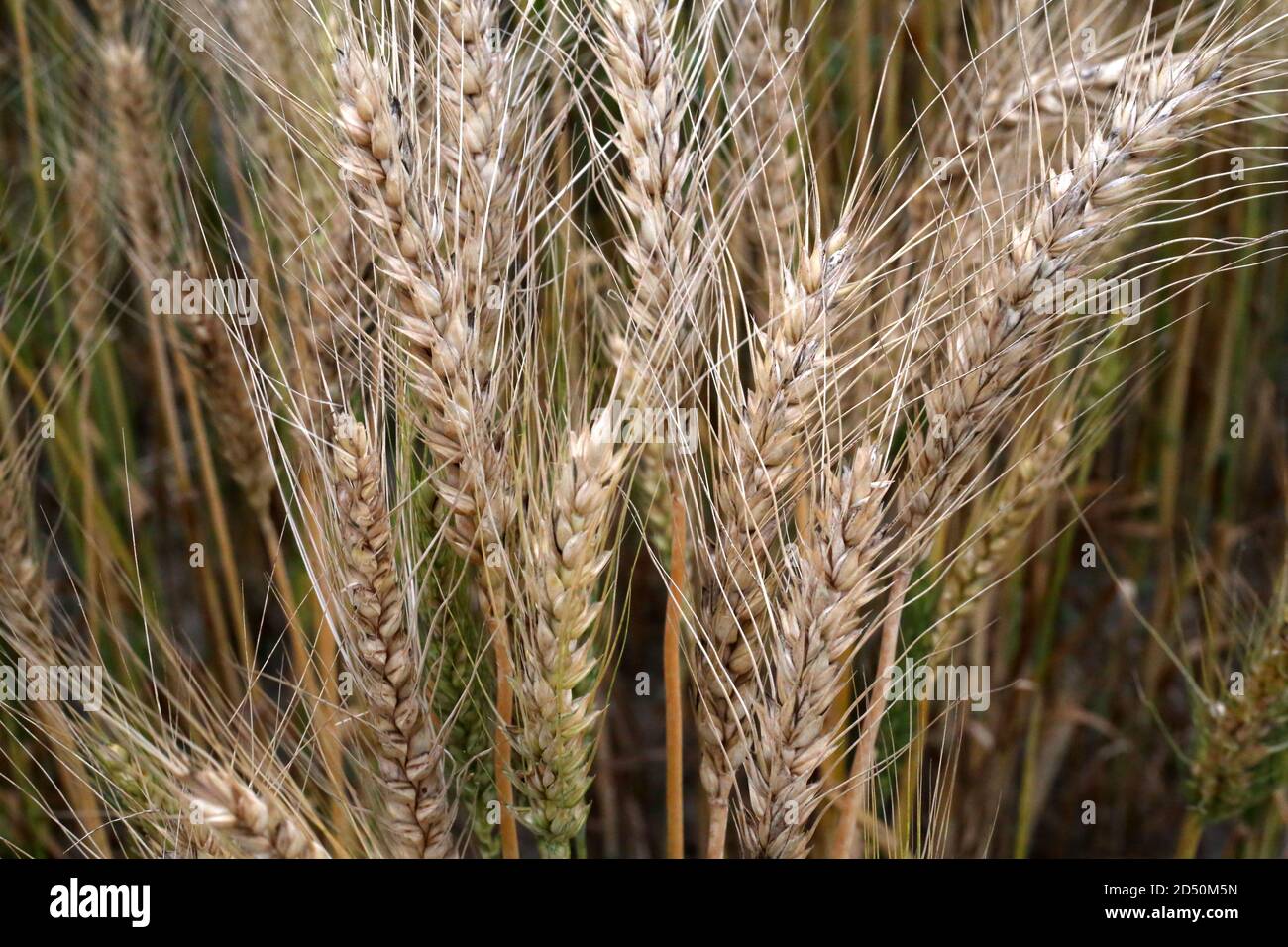 What happened to pickle wheat from swamp people hi-res stock ...