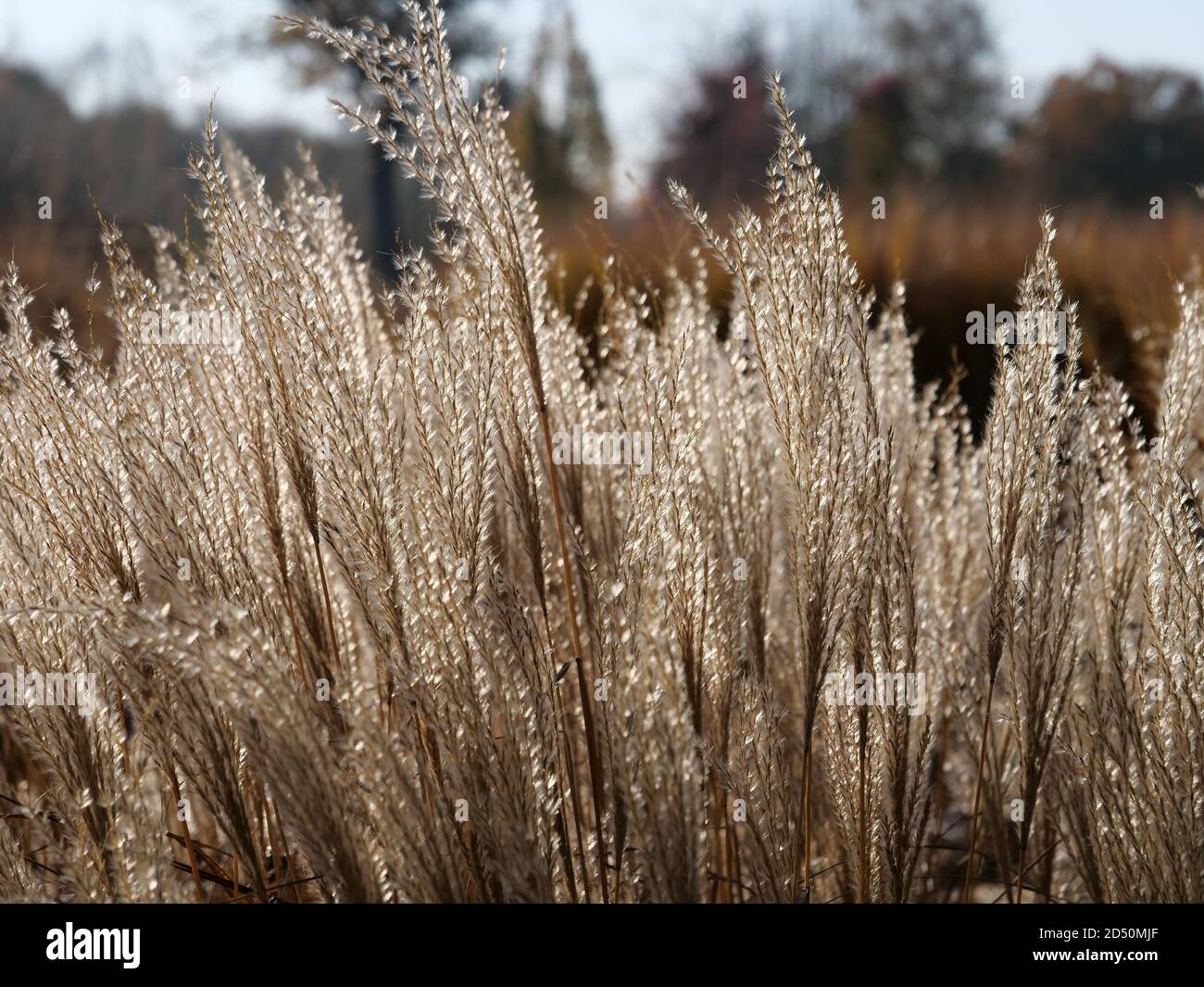 Plumes of grasses seen against the light of the sun on a sunny day in ...