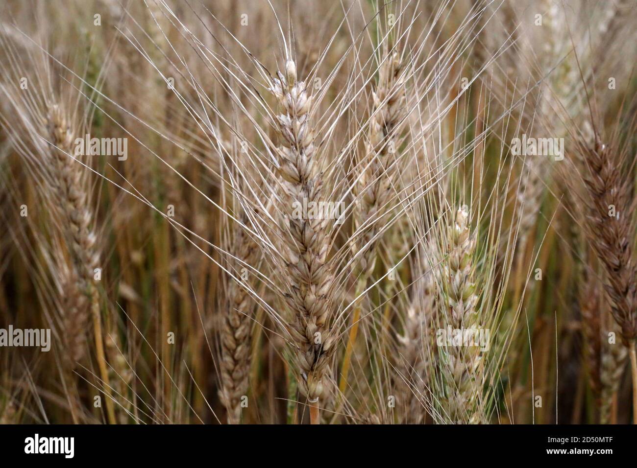 What happened to pickle wheat from swamp people hi-res stock ...