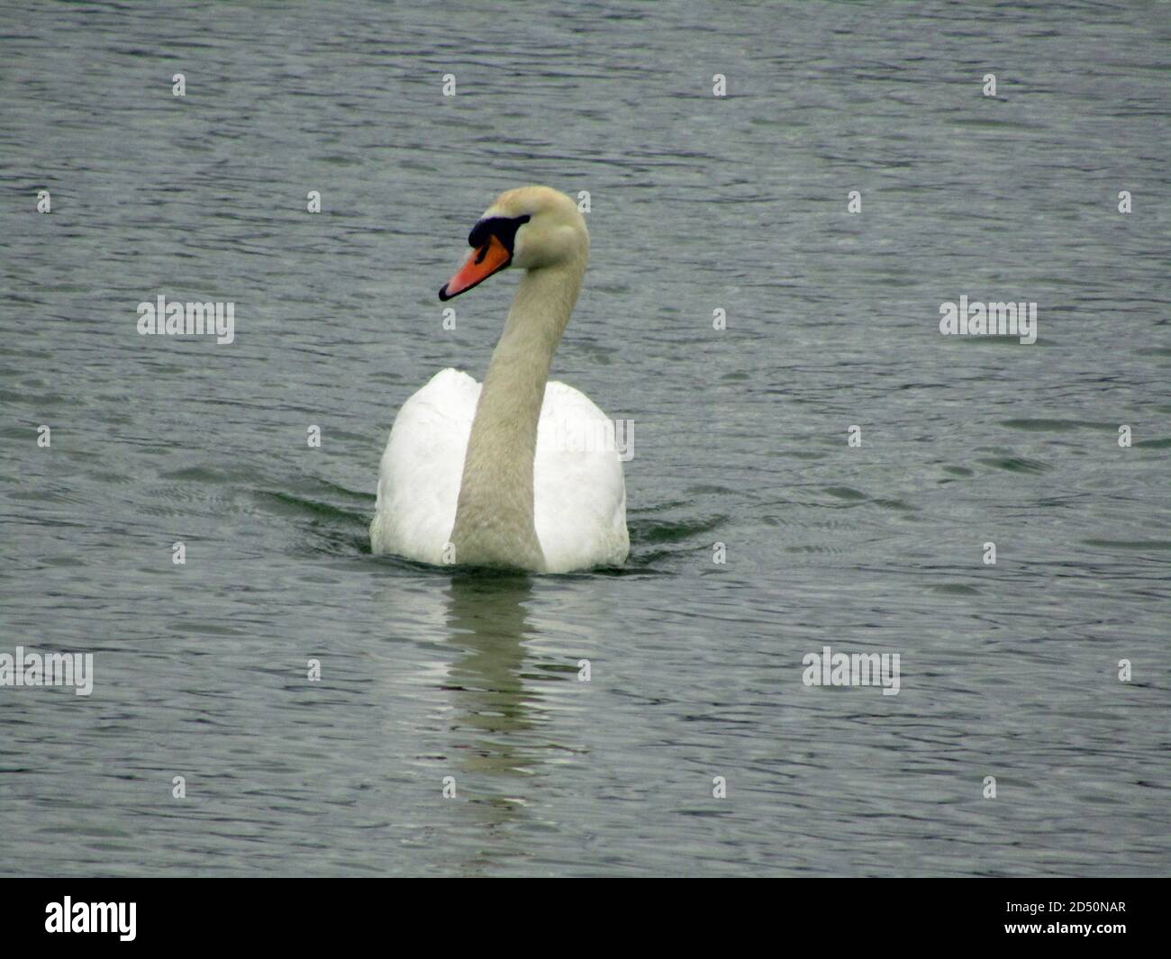 Swan dock hi-res stock photography and images - Alamy