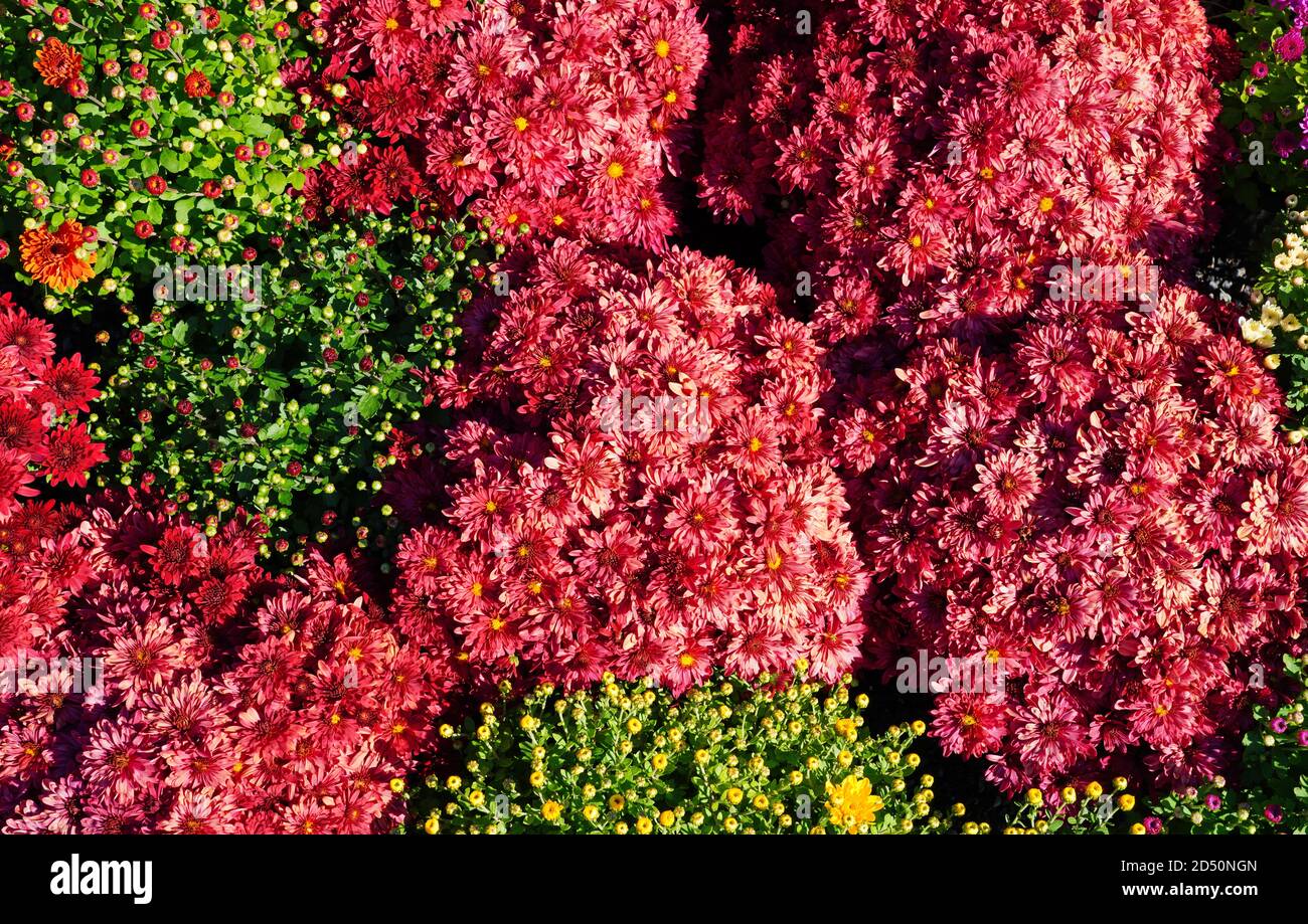 Colorful chrysanthemum flowers growing in the garden in the fall Stock ...
